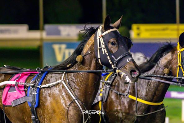 Coney Island Lou Sprints Fast - Gloucester Park Harness Racing