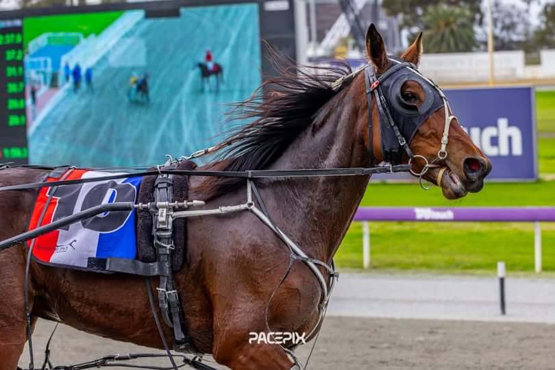 Copper Head Lady Looks The Goods - Gloucester Park Harness Racing